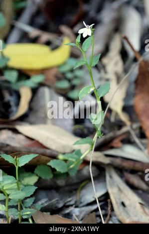 White Root (Lobelia purpurascens) Plantae Stock Photo - Alamy