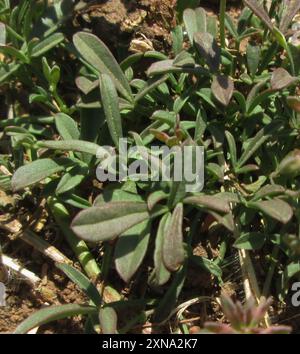 Lotononises (Lotononis) Plantae Stock Photo - Alamy