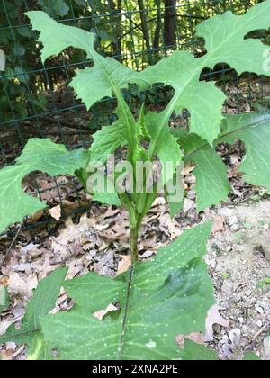 tall blue lettuce (Lactuca biennis) Plantae Stock Photo - Alamy