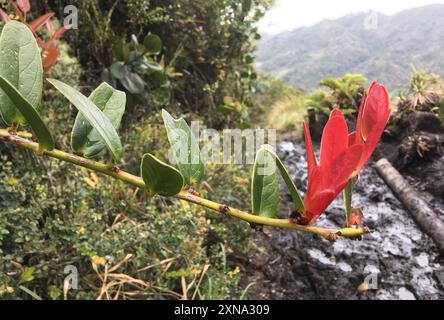 tropical blueberry (Macleania rupestris) Plantae Stock Photo - Alamy