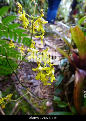 dancing lady orchids (Oncidium) Plantae Stock Photo - Alamy