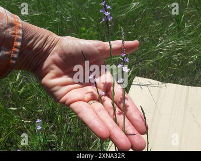 Texas vervain (Verbena halei) Plantae Stock Photo - Alamy