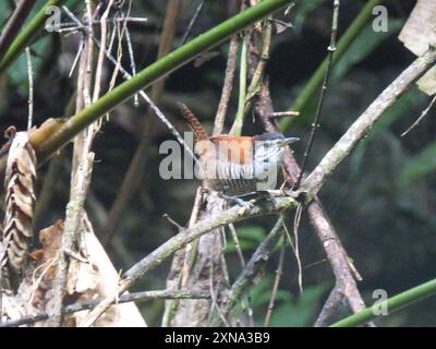 Bay Wren (Cantorchilus nigricapillus), Aves, Amagusa Preserva, Pacto ...