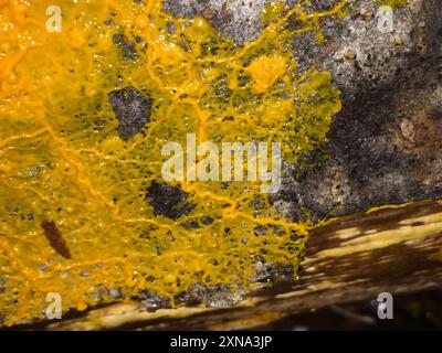 (Badhamia utricularis) Protozoa Stock Photo - Alamy