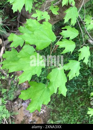 southern sugar maple (Acer floridanum) Plantae Stock Photo - Alamy