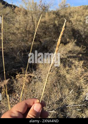 Giant Dropseed (Sporobolus giganteus) Plantae Stock Photo - Alamy