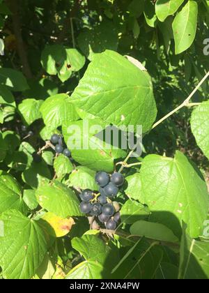 mustang grape (Vitis mustangensis) Plantae Stock Photo - Alamy