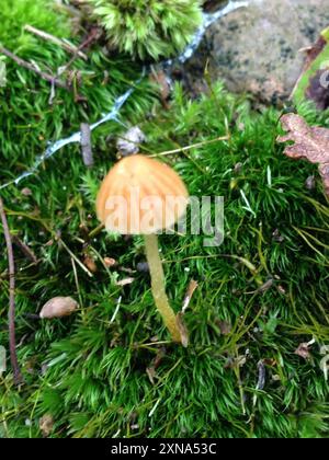 Moss Bells (Galerina) Fungi Stock Photo - Alamy