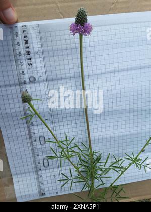 Compact Prairie Clover (Dalea compacta) Plantae Stock Photo - Alamy