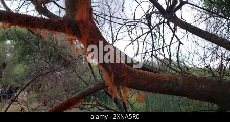 Cytospora Cankers (Cytospora) Fungi Stock Photo - Alamy