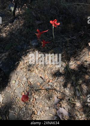 Scarlet Larkspur (Delphinium cardinale) Plantae Stock Photo - Alamy