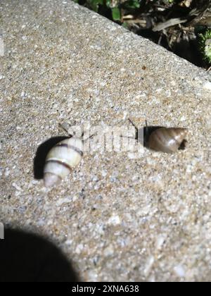 West Indian Bulimulus (Bulimulus guadalupensis) Mollusca Stock Photo ...