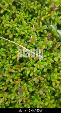 alpine azalea (Kalmia procumbens) Plantae Stock Photo - Alamy