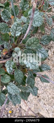 Desert Trumpet (Eriogonum inflatum) Plantae Stock Photo - Alamy