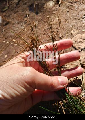 rushes (Juncus) Plantae Stock Photo - Alamy