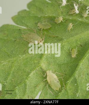 Blue Alfalfa Aphid (Acyrthosiphon kondoi) Insecta Stock Photo - Alamy