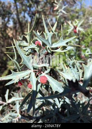 Agarita (Berberis trifoliolata) Plantae Stock Photo - Alamy