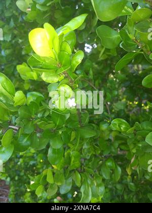 White Indigoberry (Randia aculeata), Plantae, Cayman Brac, KY Stock ...
