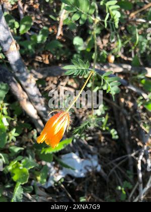 Arizona poppy (Kallstroemia grandiflora) Plantae Stock Photo - Alamy