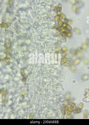 (Bolbitius coprophilus) Fungi Stock Photo - Alamy
