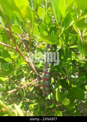 Pine Emperor (Nudaurelia cytherea), Insecta, Mitchells Plain, Cape Town ...