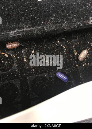 Invertebrate iridescent virus 31 (Iridovirus armadillidium-i Stock ...