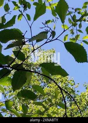 Red Alder (Alnus rubra) Plantae Stock Photo - Alamy