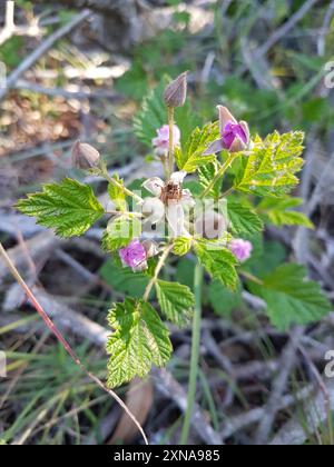small-leaf bramble (Rubus parvifolius) Plantae Stock Photo - Alamy
