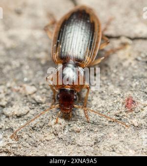Tule Beetle (Tanystoma maculicolle) Insecta Stock Photo - Alamy