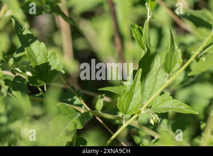 stinking brickellbush (Brickellia rusbyi) Plantae Stock Photo - Alamy