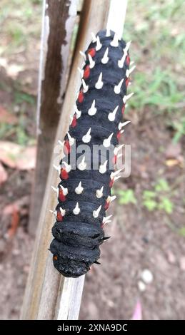 Cabbage Tree Emperor (Bunaea alcinoe) Insecta Stock Photo - Alamy
