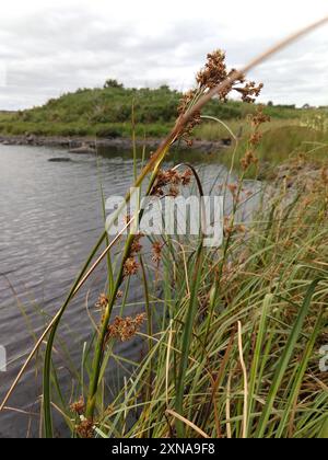Swamp Sawgrass (Cladium mariscus) Plantae Stock Photo - Alamy