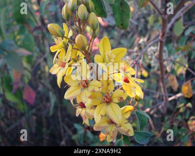 (Galphimia glauca) Plantae Stock Photo - Alamy