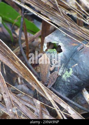 Terraranas (Brachycephaloidea) Amphibia Stock Photo - Alamy