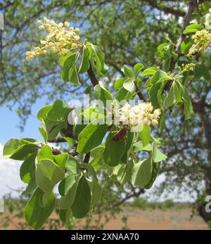 Seed-eating Bugs (Graptostethus) Insecta Stock Photo - Alamy