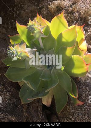 Chalk Dudleya (Dudleya pulverulenta) Plantae Stock Photo - Alamy