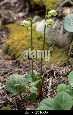 green-flowered wintergreen (Pyrola chlorantha) Plantae Stock Photo - Alamy