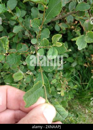 Eared Willow (Salix aurita) Plantae Stock Photo - Alamy