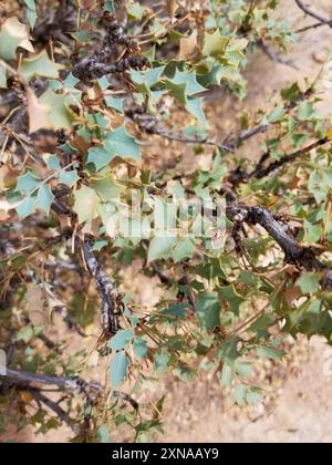 Fremont barberry (Berberis fremontii Stock Photo - Alamy