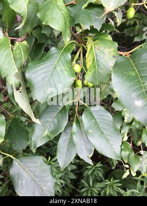 nannyberry (Viburnum lentago) Plantae Stock Photo - Alamy