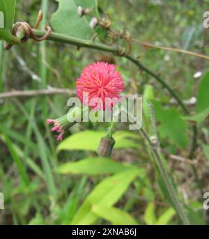 Red Tasselflower (Emilia fosbergii) Plantae Stock Photo - Alamy