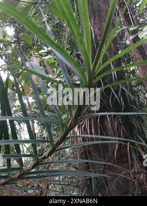 Rattan palms (Calamus) Plantae Stock Photo - Alamy