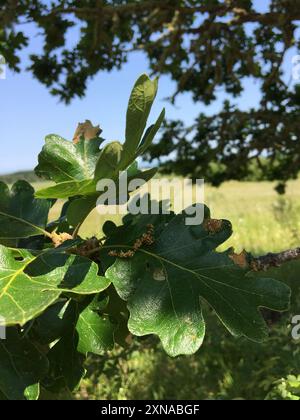 Oregon oak (Quercus garryana) Plantae Stock Photo - Alamy