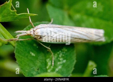 Eastern Grass-veneer (Crambus laqueatellus) Insecta Stock Photo - Alamy