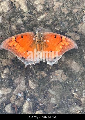 Goatweed Leafwing (Anaea andria) Insecta Stock Photo - Alamy