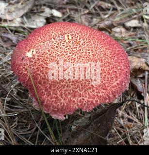 Painted Suillus (Suillus spraguei) Fungi Stock Photo - Alamy