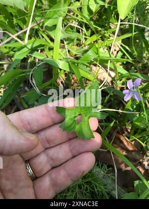 three-lobed violet (Viola palmata) Plantae Stock Photo - Alamy
