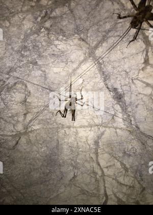 Japanese Camel Cricket (Diestrammena japanica) Insecta Stock Photo - Alamy