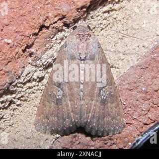 Cobbler Moth (Condica sutor) Insecta Stock Photo - Alamy