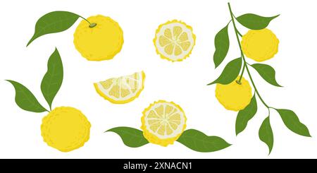 Hand drawn yuzu fruit. Set of Yuzu fruits isolated on a white ...